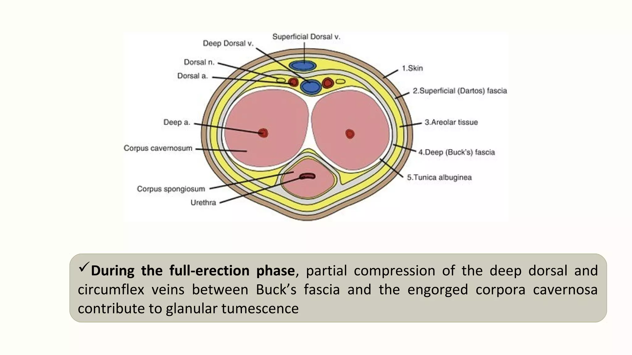 Electrical stimulation for erectile dysfunction | PPT