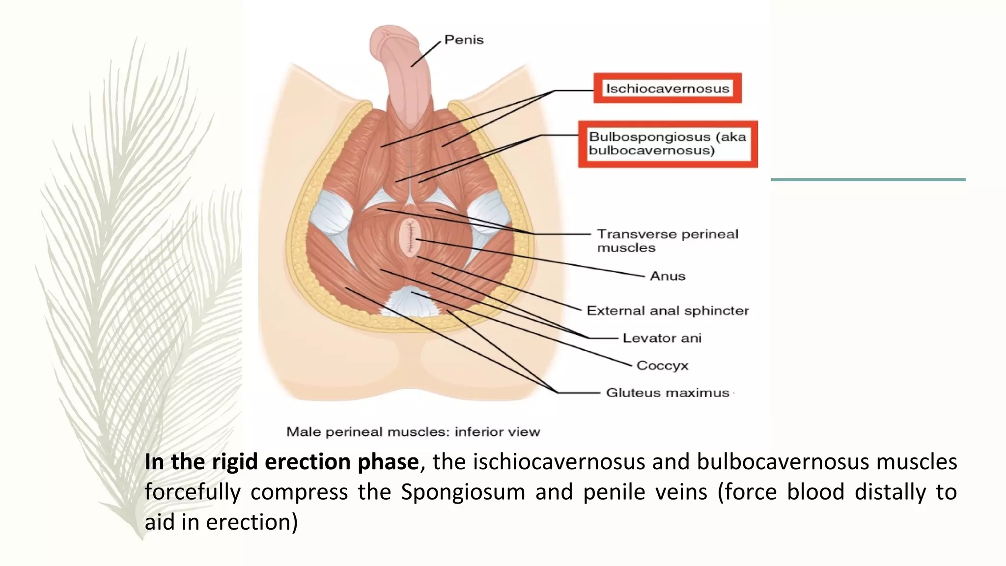 Electrical stimulation for erectile dysfunction | PPT