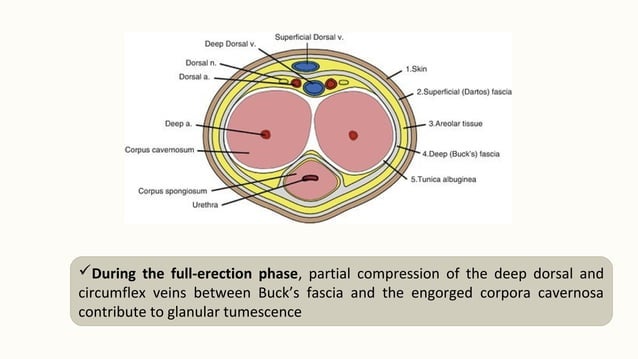 Electrical stimulation for erectile dysfunction | PPT | Sexual Conditions | Sexual Health