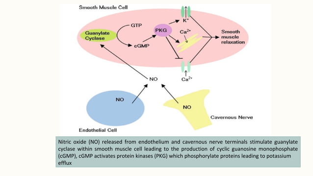 Electrical stimulation for erectile dysfunction | PPT | Sexual Conditions | Sexual Health