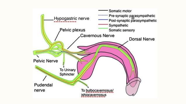 Electrical Stimulation For Erectile Dysfunction