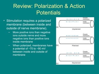 Electrical Stimulation Goals And Treatment | PPT