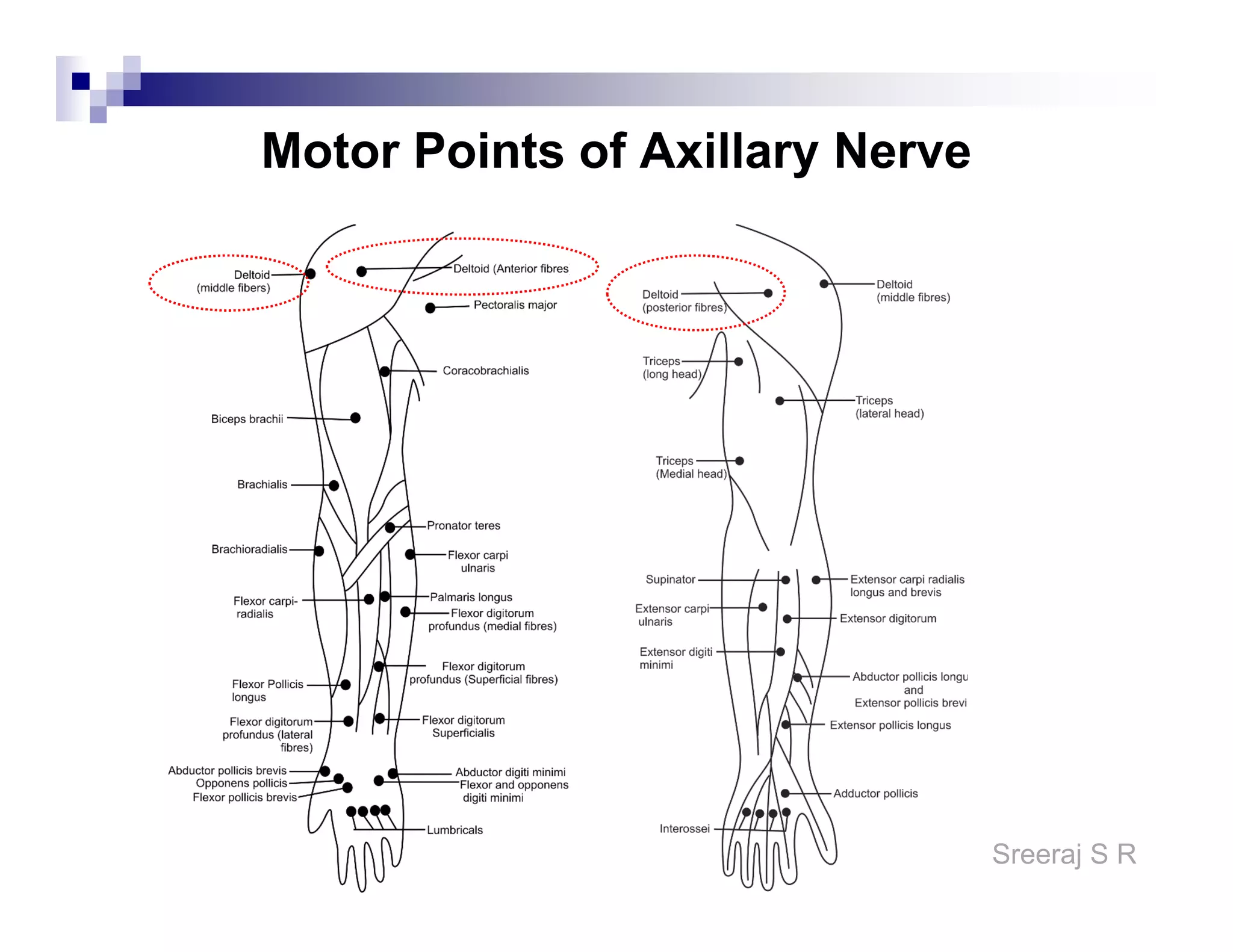 Electrical stimulation motor points and application | PDF