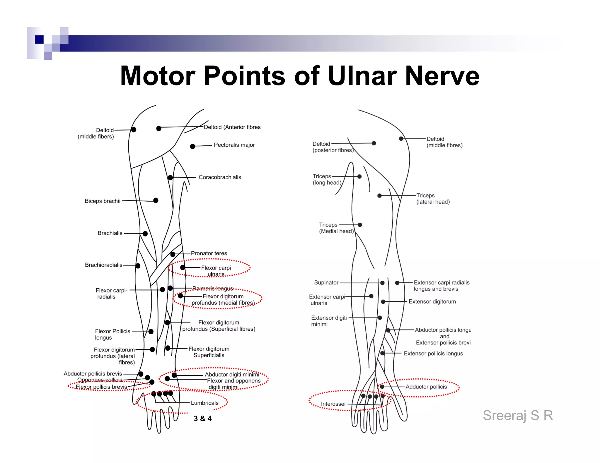 Electrical stimulation motor points and application | PDF