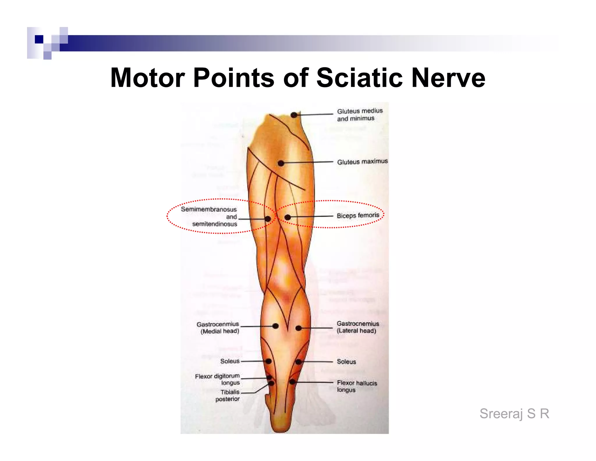 Electrical stimulation motor points and application | PDF