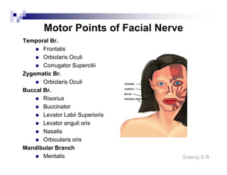 Electrical stimulation motor points and application | PDF