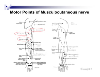 Electrical stimulation motor points and application | PDF