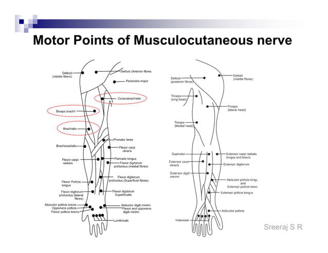 Electrical stimulation motor points and application | PDF | First Aid ...