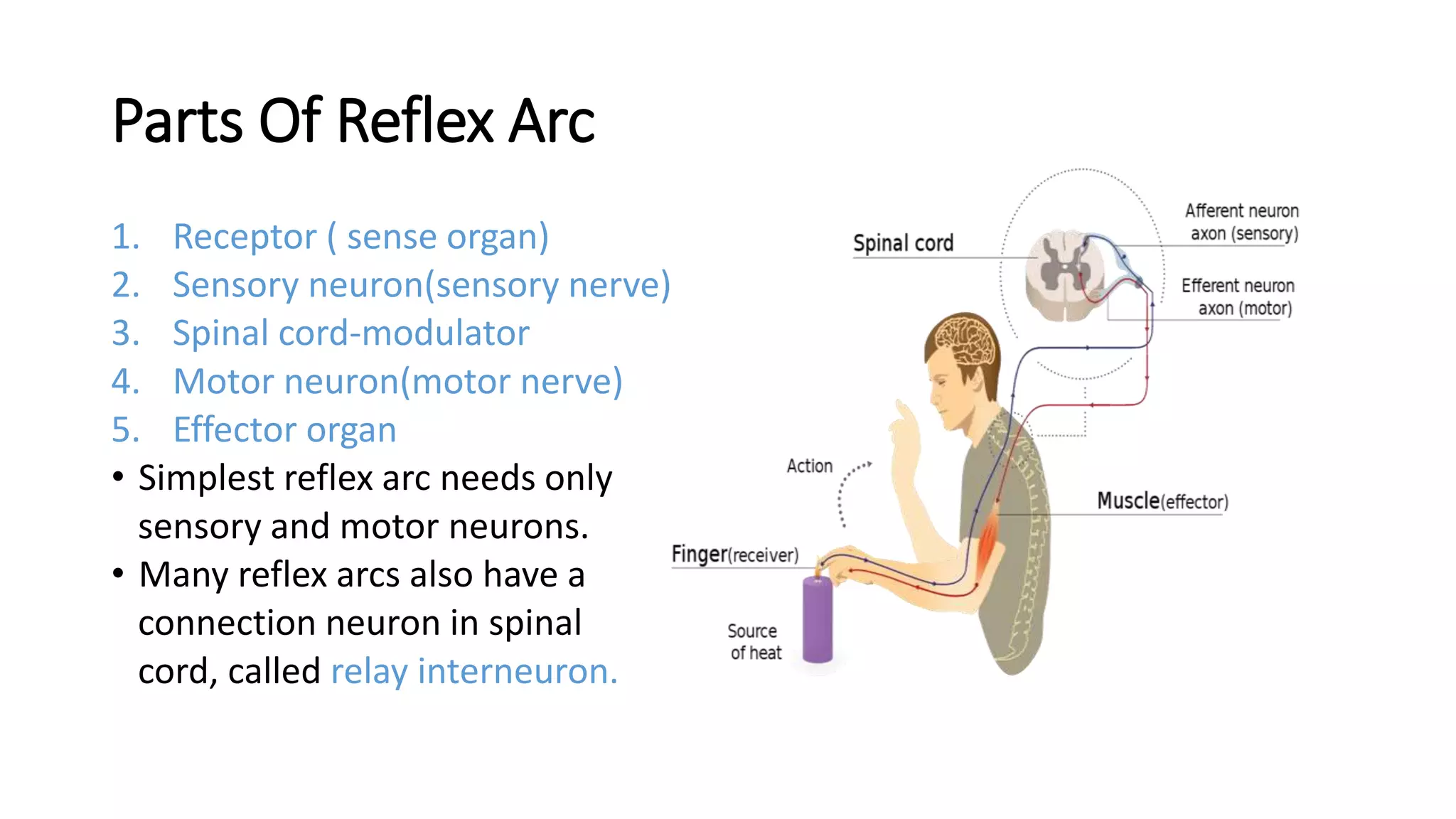 Electrical study of reflexes and Disorders of Neuromuscular junction.pptx