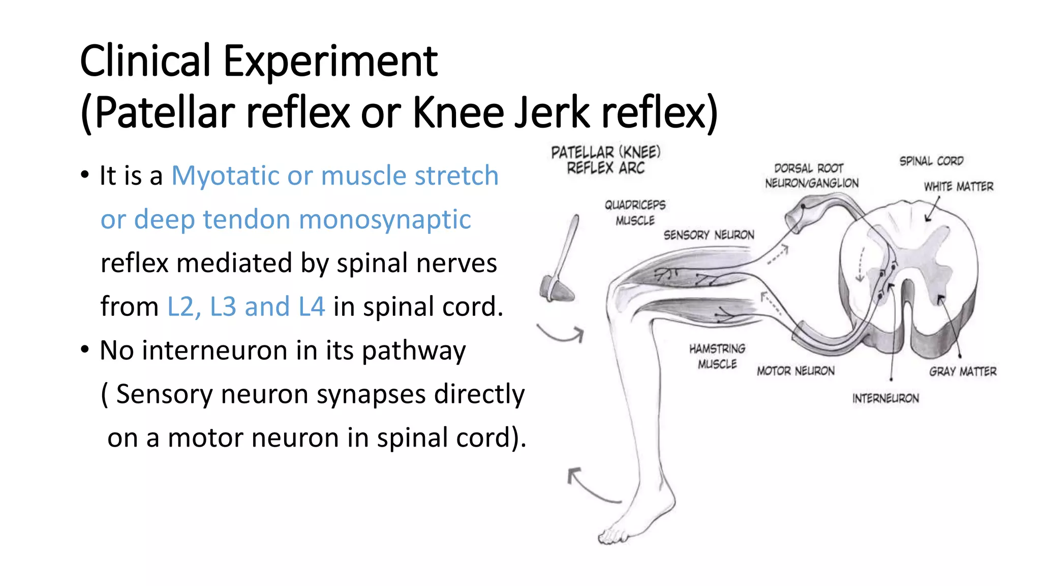 Electrical study of reflexes and Disorders of Neuromuscular junction.pptx