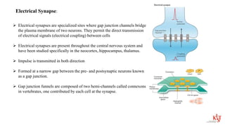 Electrical synapses define networks of neocortical gab aergic neurons ...
