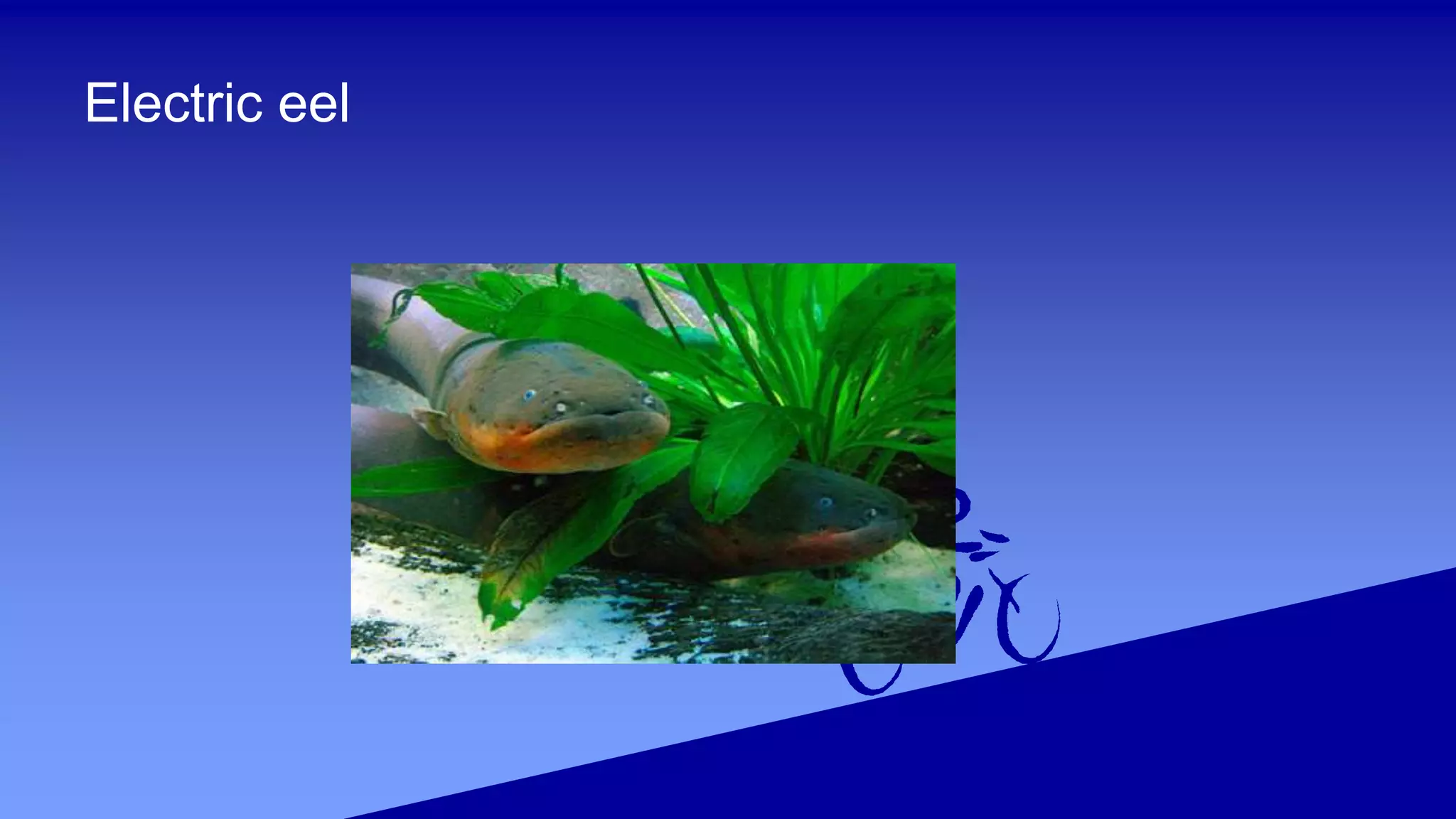 Electric eel | PPTX