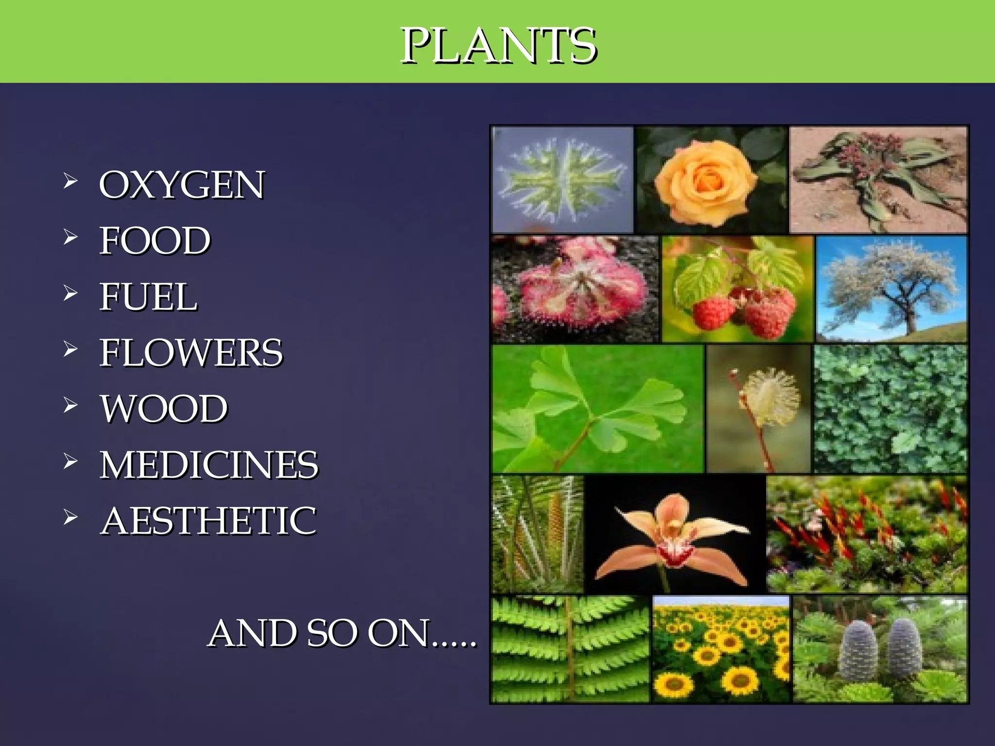 Electricity from plants a new source of futuristic energy | PPT