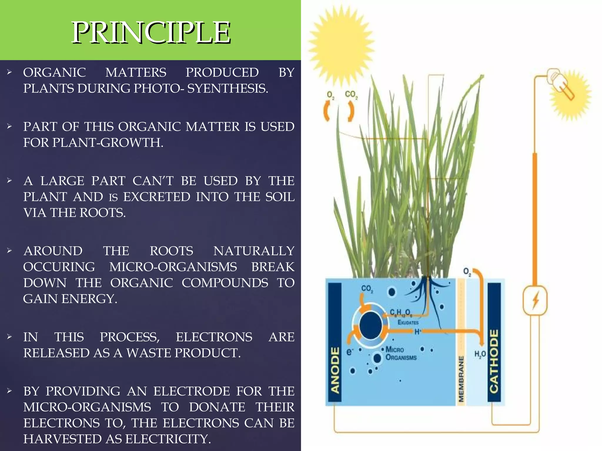 Electricity from plants a new source of futuristic energy | PPT