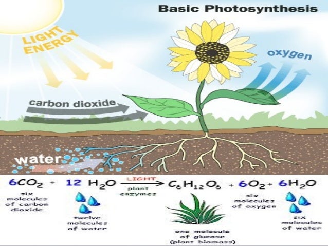 Electricity from plants a new source of futuristic energy