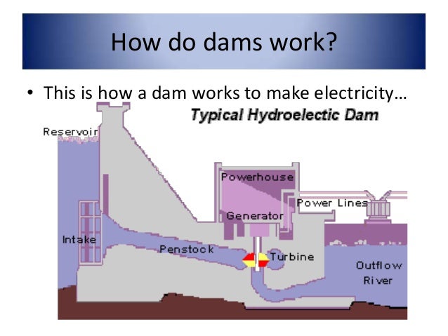 How A Dam Works Diagram Bill Donohoe Illustrator Beaver Dam