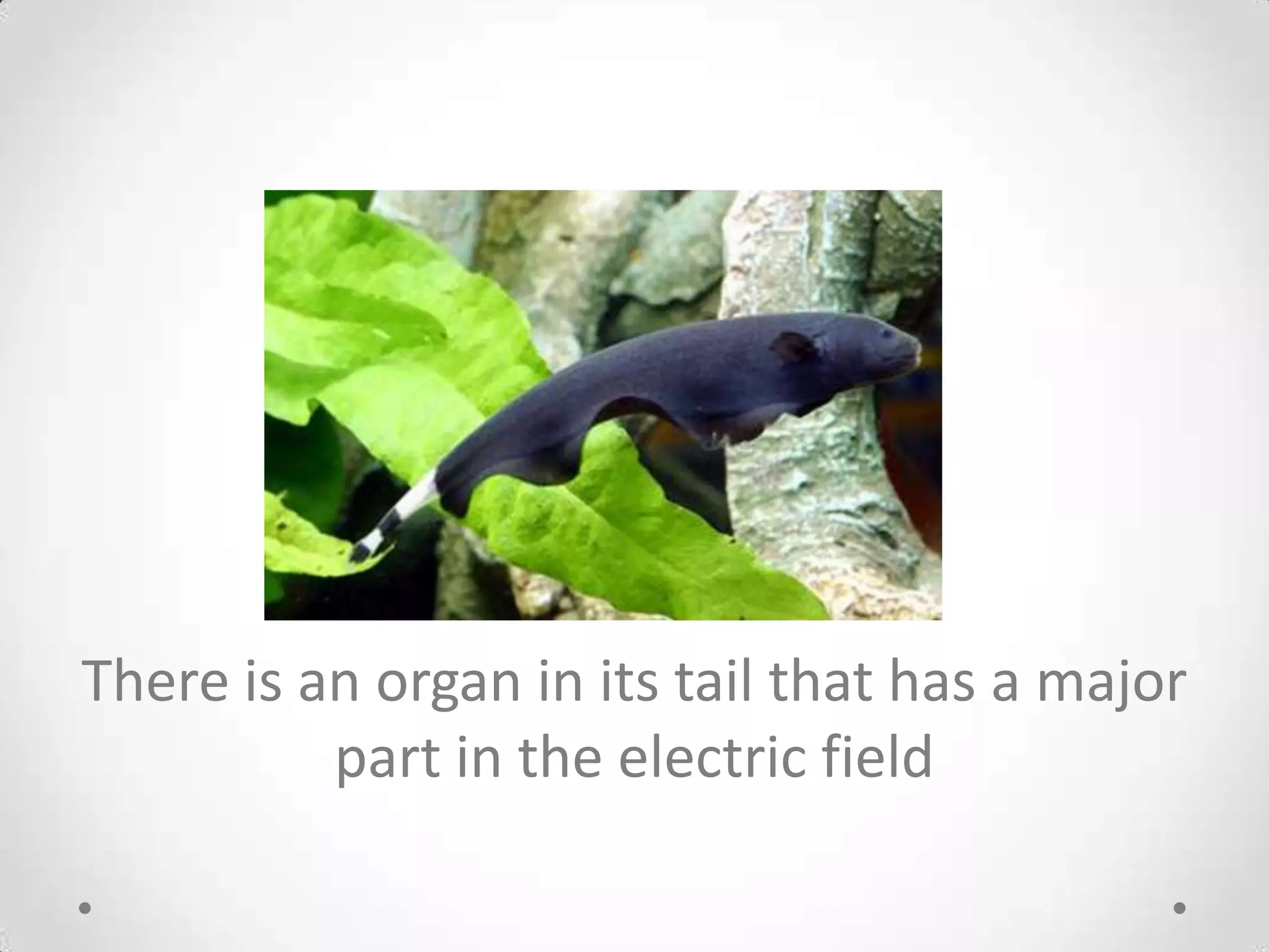 Electric knife fish | PPT