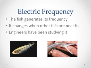 Electric knife fish | PPTX