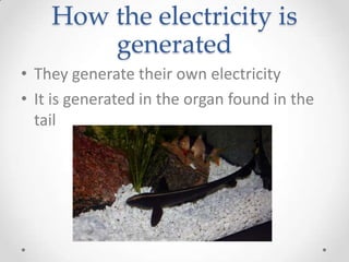 Electric knife fish | PPTX