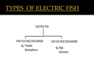 Electric organs in fishes 1 | PPTX