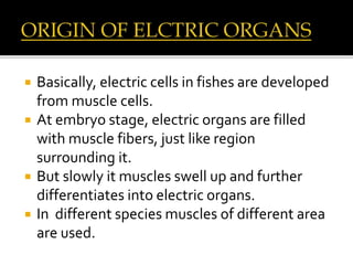 Electric organs in fishes 1 | PPTX