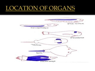 Electric organs in fishes 1 | PPTX