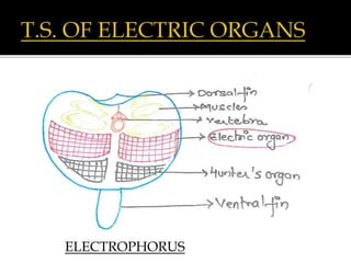 Electric organs in fishes 1 | PPTX
