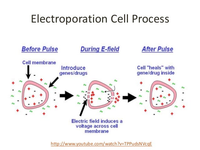 Overview of Electroporation and Applications