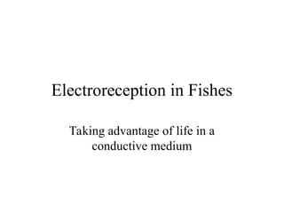 electroreception in fish and their functions.ppt | Fish and Aquariums ...