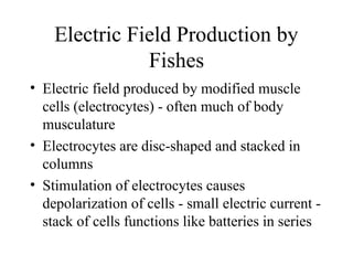electroreception in fish and their functions.ppt | Fish and Aquariums ...
