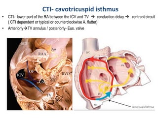 Electro anatomy.ppt