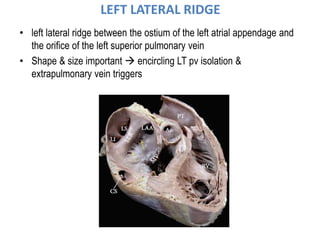 Electro anatomy.ppt