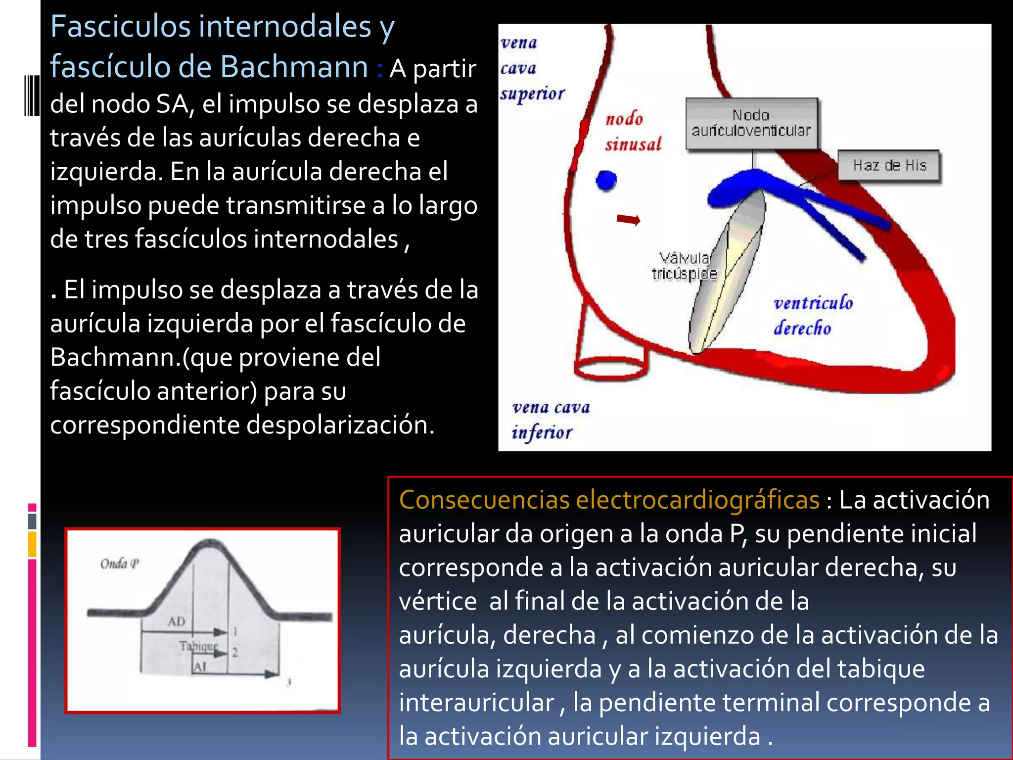 Electrocardiografía Básica | PPTX