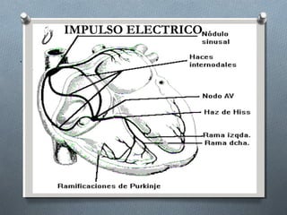 Electrocardiografia basica y signos de alarma ( Autores Lic.Ojeda David ...