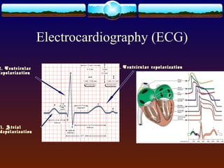 Electrocardiogram | PPT