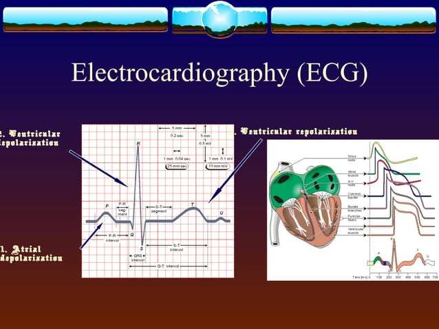Electrocardiogram | PPT