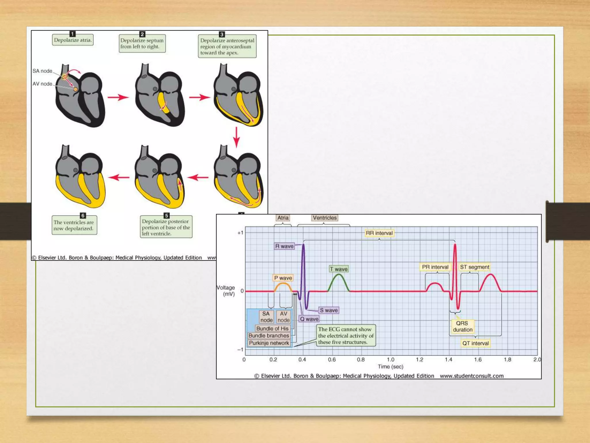 Electrocardiogram | PPTX