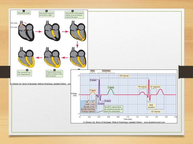 Electrocardiogram | PPTX