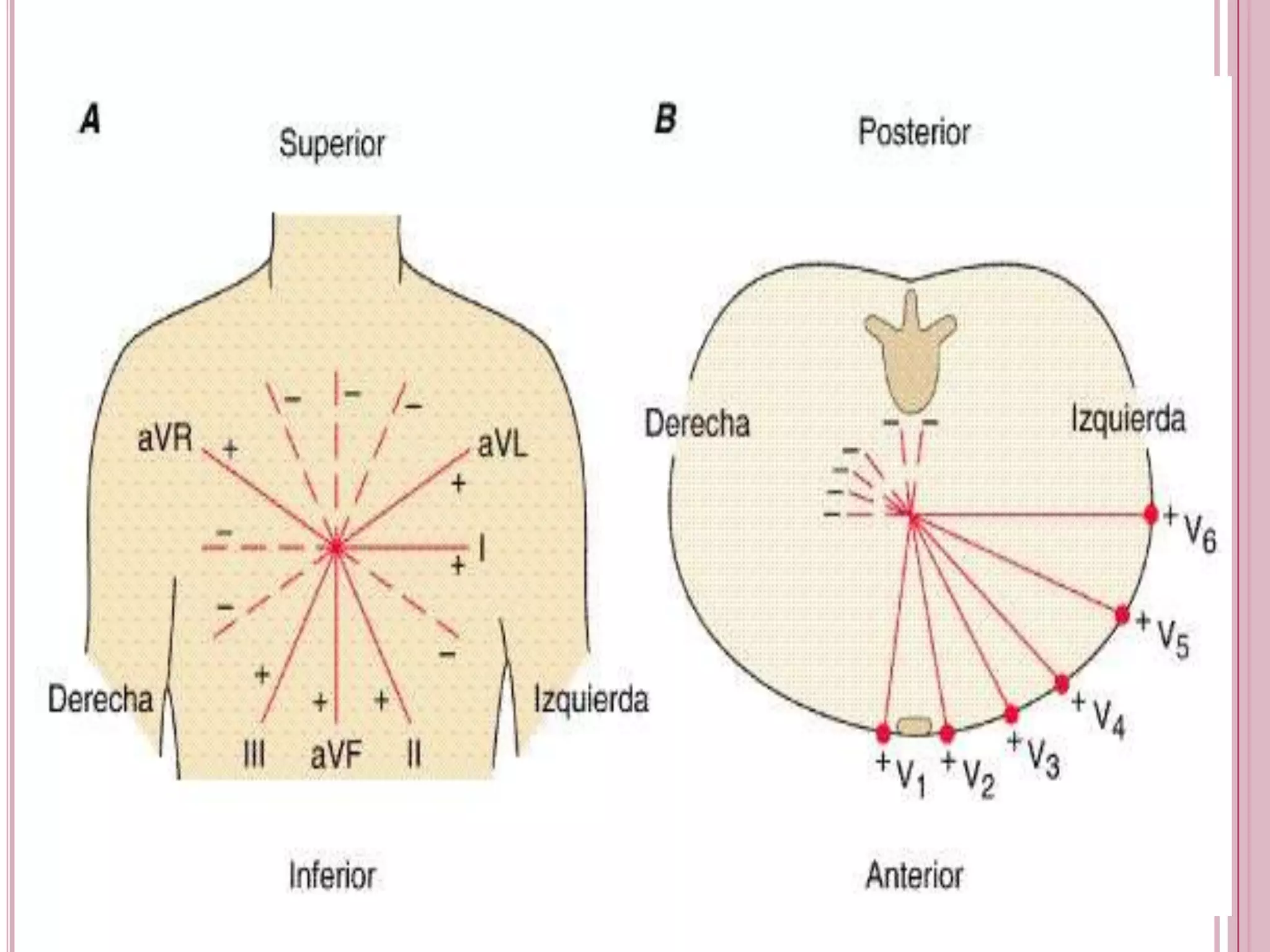 Electrocardiograma | PPT