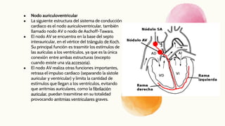 Electrocardiograma | PDF