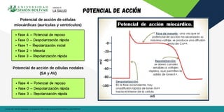Electrocardiografía Básica: Interpretación y Componentes del EKG en ...