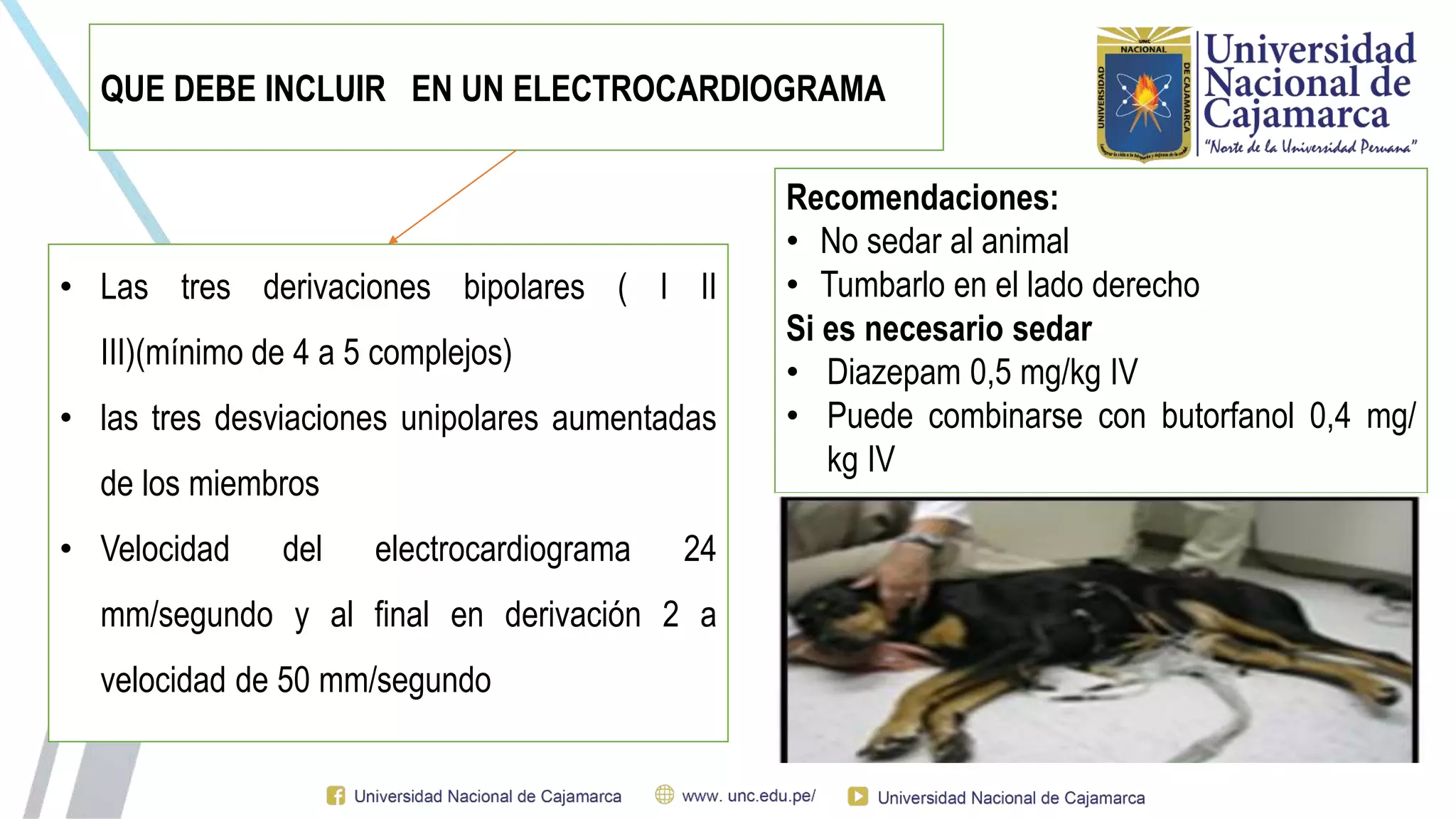 ELECTROCARDIOGRAMA CANINOS.pptx