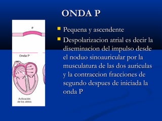 Electrocardiograma normal wab | PPT