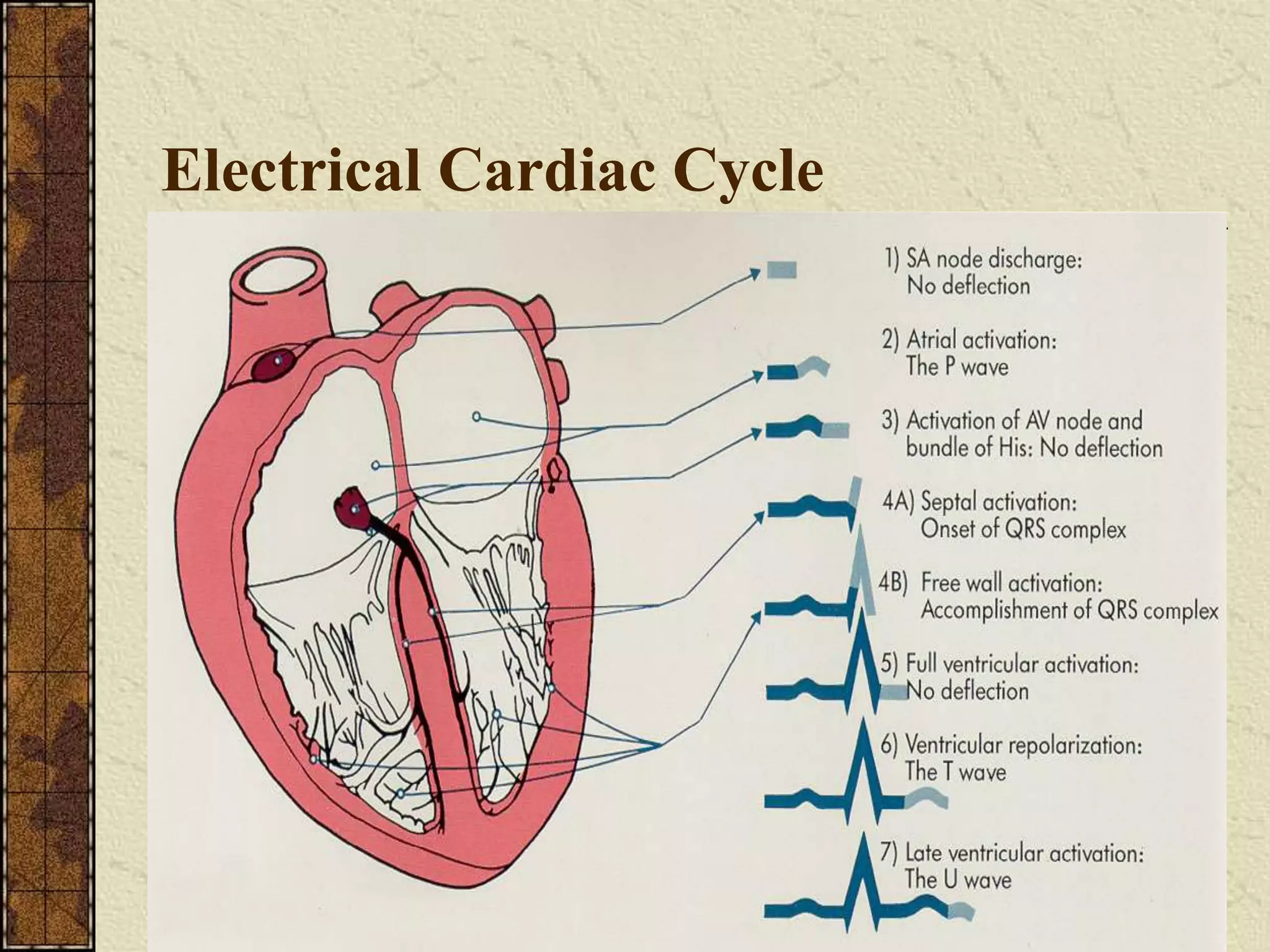 Electrocardiogram(ecg) | PPT