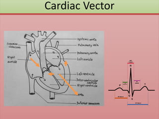 Electrocardiography basics 2022 | PPT