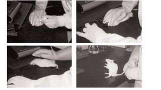 Standard Operating Procedure of Electroconvulsiometer | PPT