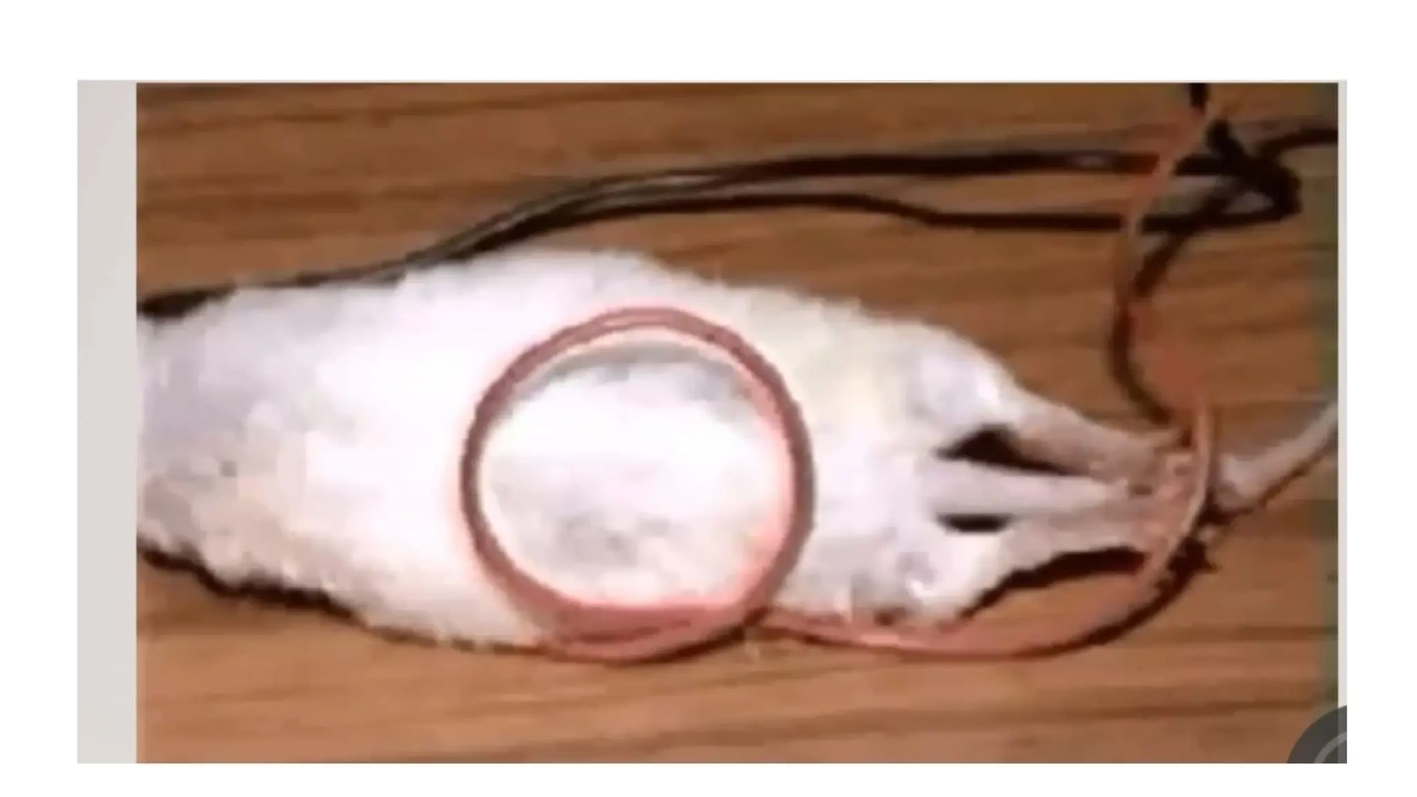 Electroconvulsiometer for studying anticonvulsant activity - Arun ...