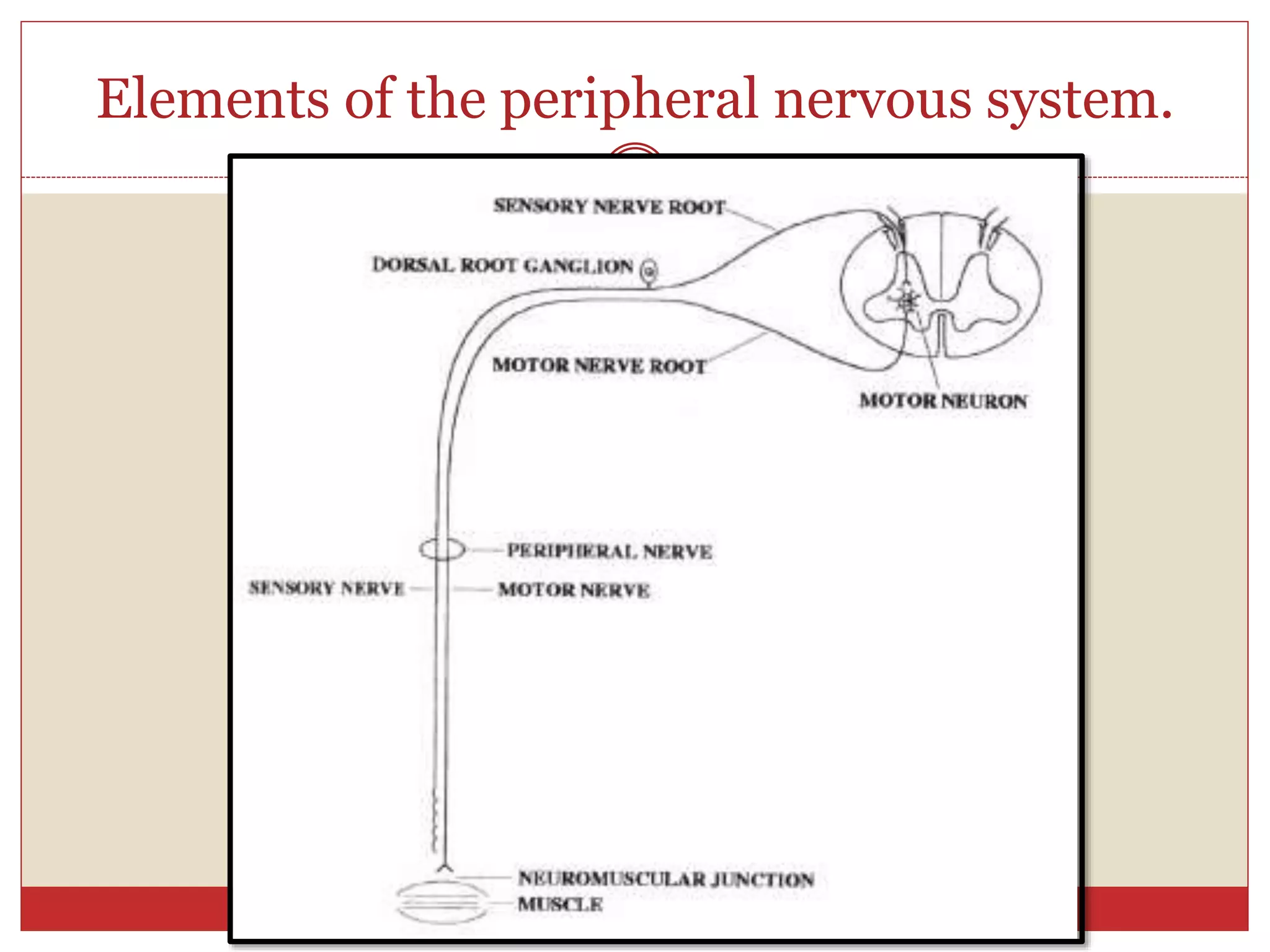 Electrodiagnostic approach to peripheral neuropathy | PPTX