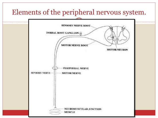 Electrodiagnostic approach to peripheral neuropathy | PPTX | Brain and ...