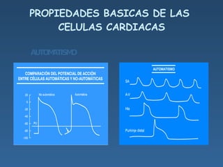 Electrofisiologia Basica Celula Cardiaca | PPT